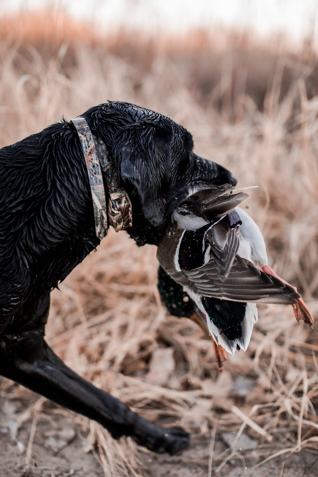 Our Season has come to a end – Central Kansas Waterfowl | fowlplains.com